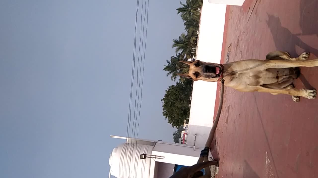 Kovai Kumar Dog Training Centre in Podanur,Coimbatore - Best Dog ...