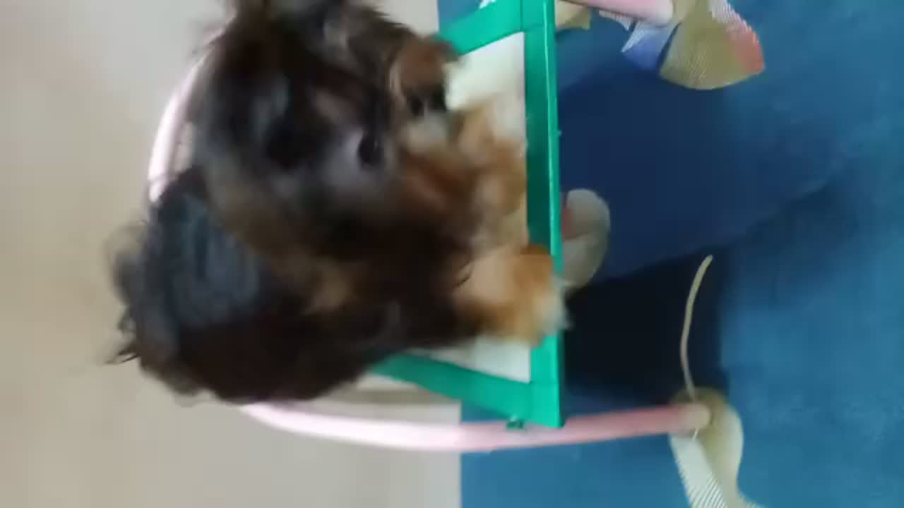 Videos from Kamla Pet Shop in C R Park, Delhi - Justdial